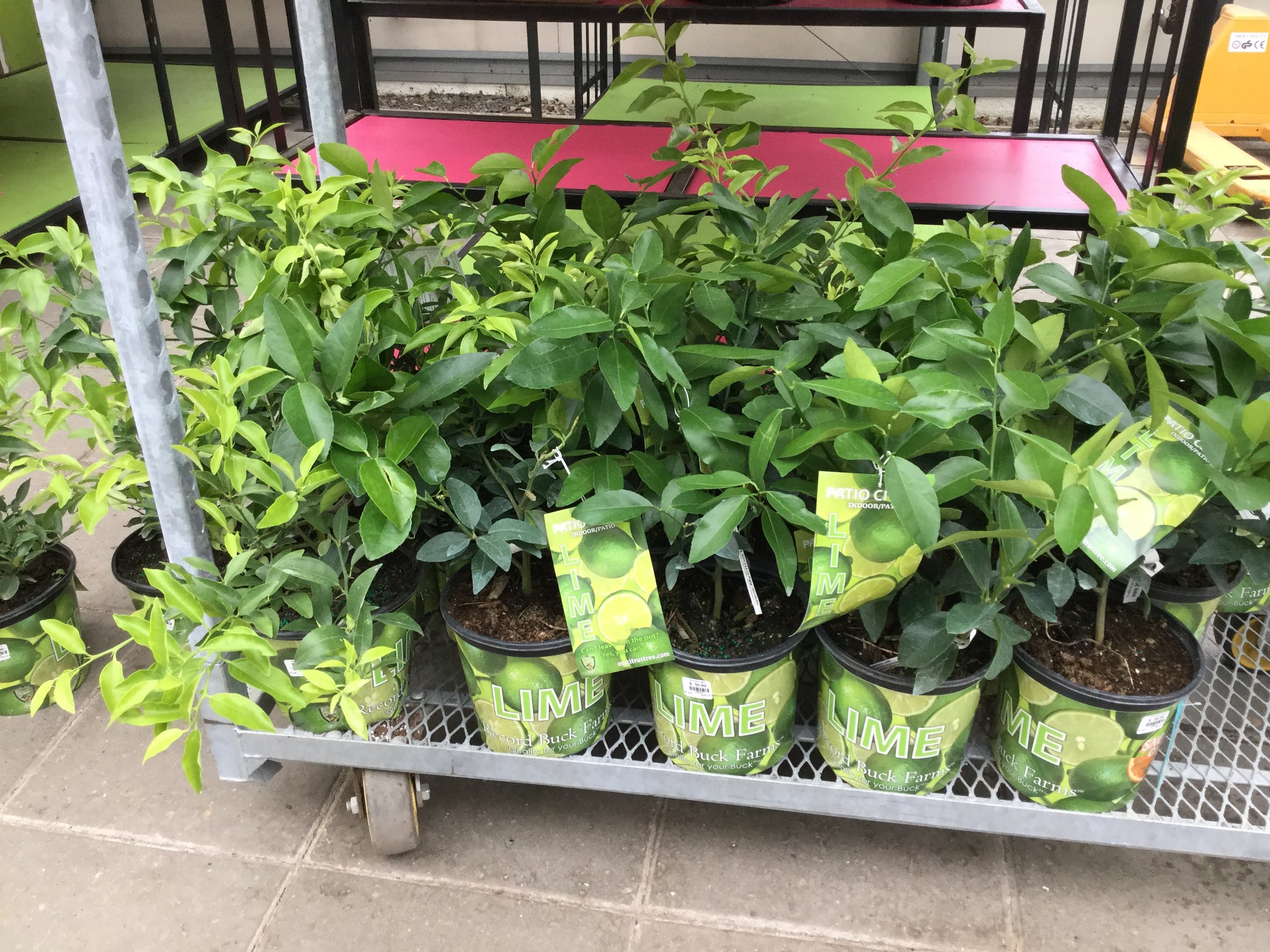 Vegetables — Dutch Growers Regina