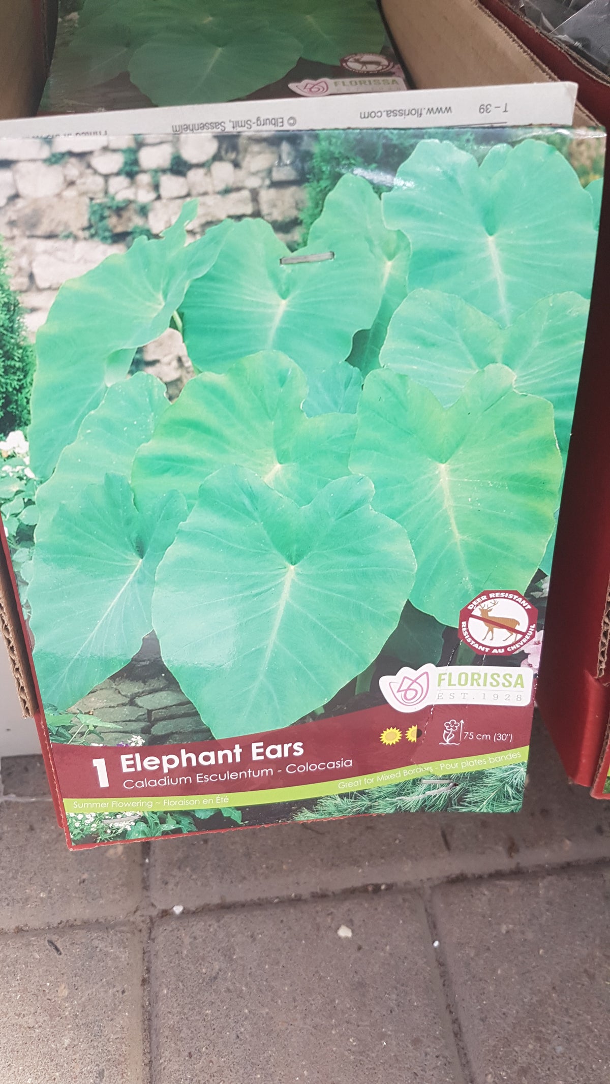 Elephant Ears, Caladium esculentum Bulb — Dutch Growers Regina