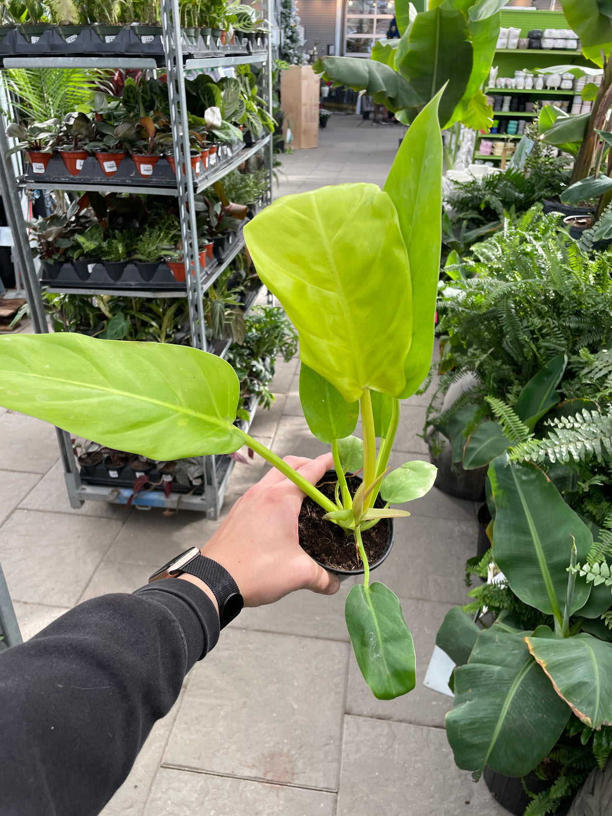 Philodendron Melonii Gold — Dutch Growers Regina