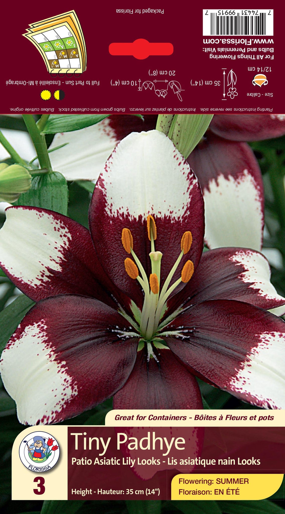 Lily - Patio Asiatic - Tiny Padhye — Dutch Growers Regina