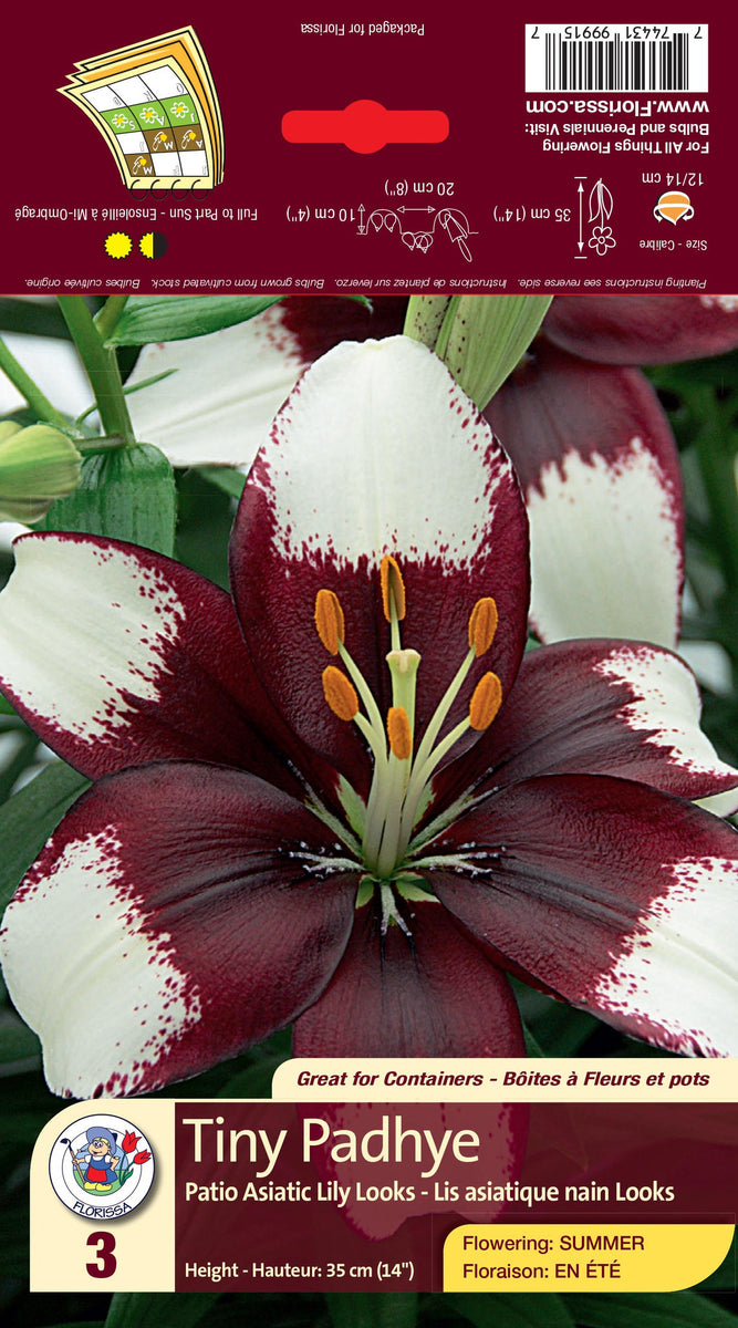 Lily - Patio Asiatic - Tiny Padhye — Dutch Growers Regina