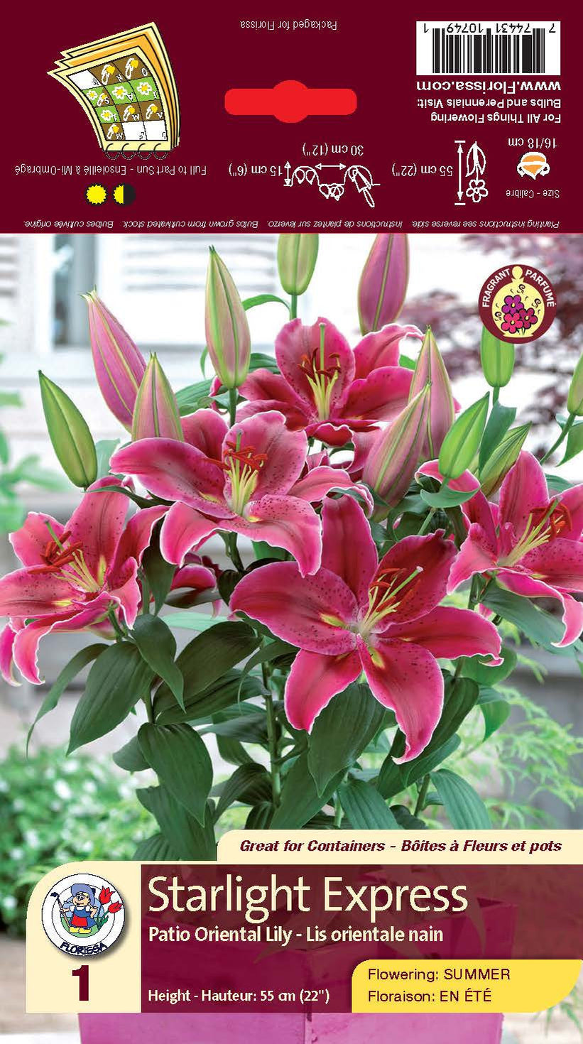 Lily - Patio Oriental - Starlight Express — Dutch Growers Regina