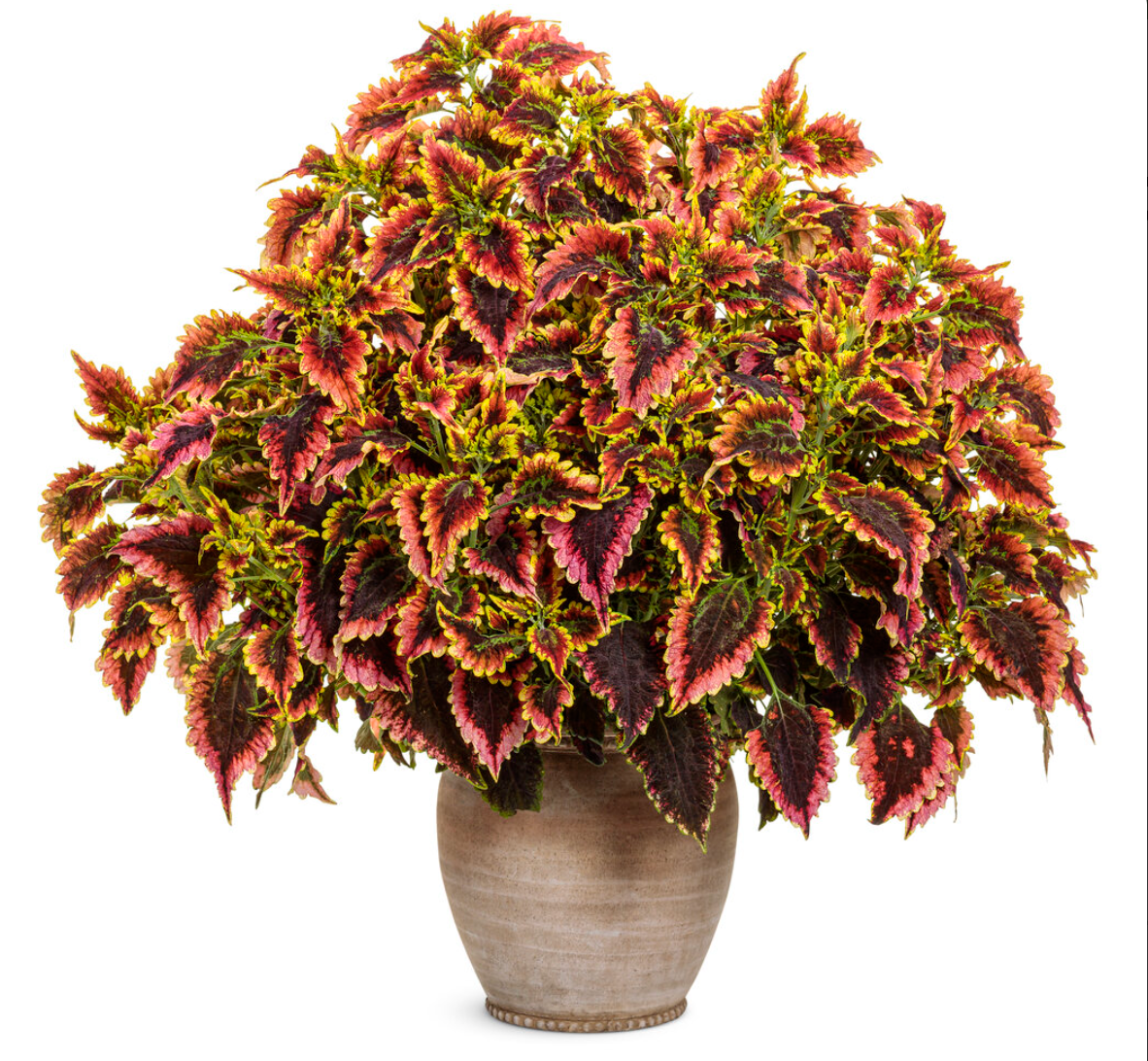 Coleus ColorBlaze® El Brighto — Dutch Growers Regina