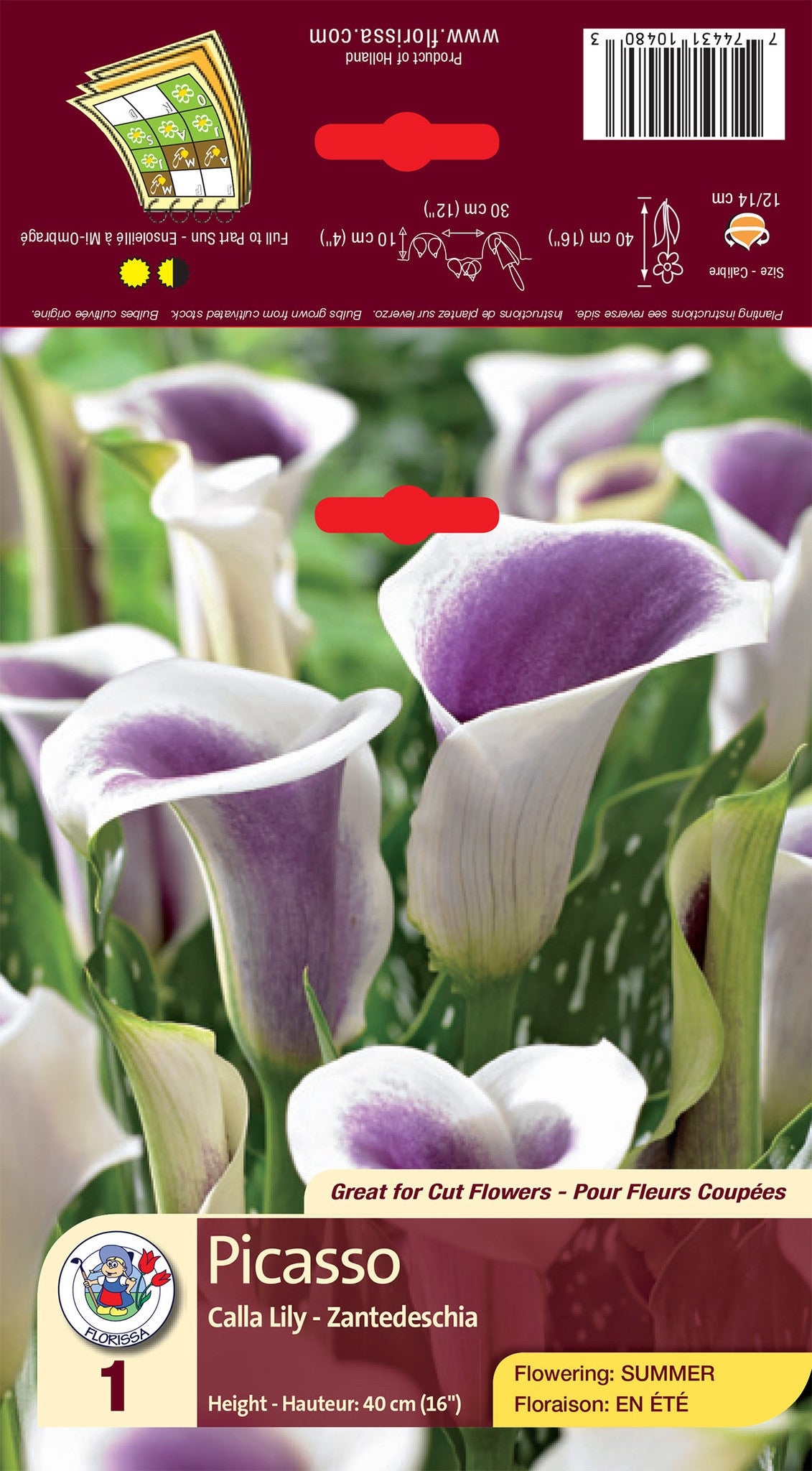 Calla Lily - Picasso — Dutch Growers Regina
