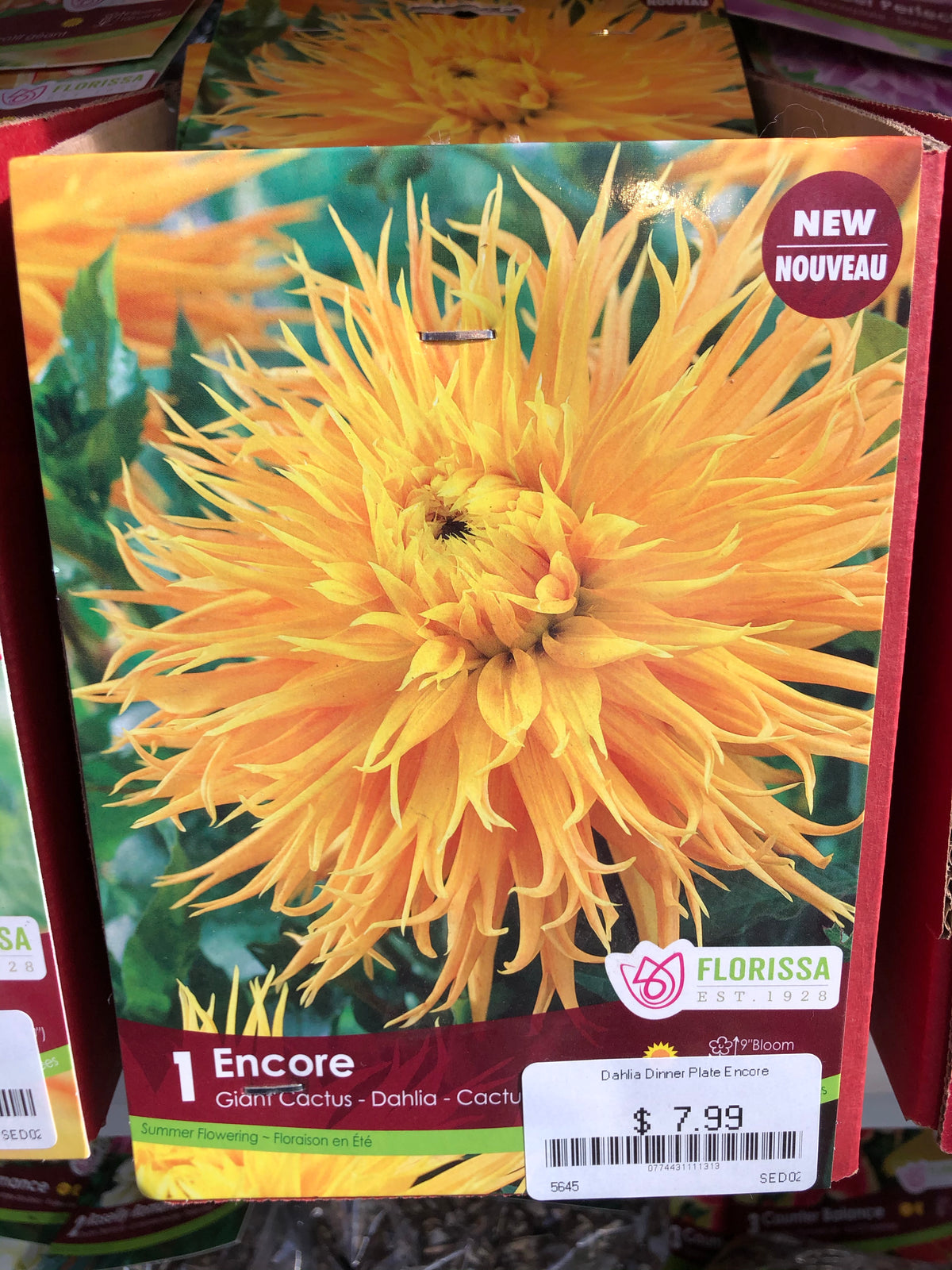 Dahlia ‘Encore’ — Dutch Growers Regina