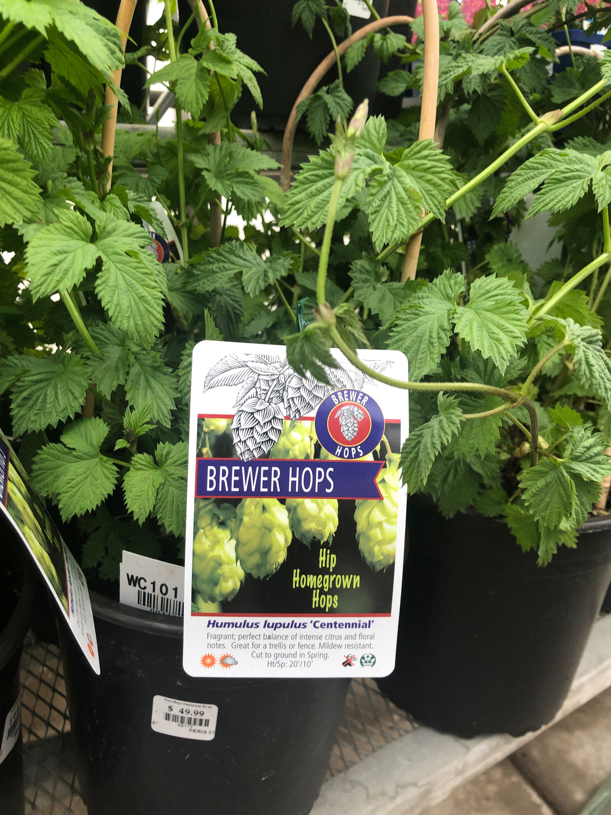 Hops Vine — Dutch Growers Regina