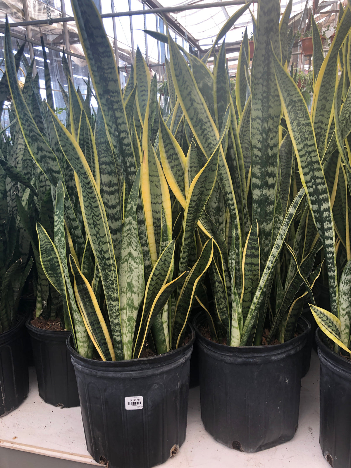 Sanseveria - Snake Plant-Futura superba — Dutch Growers Regina