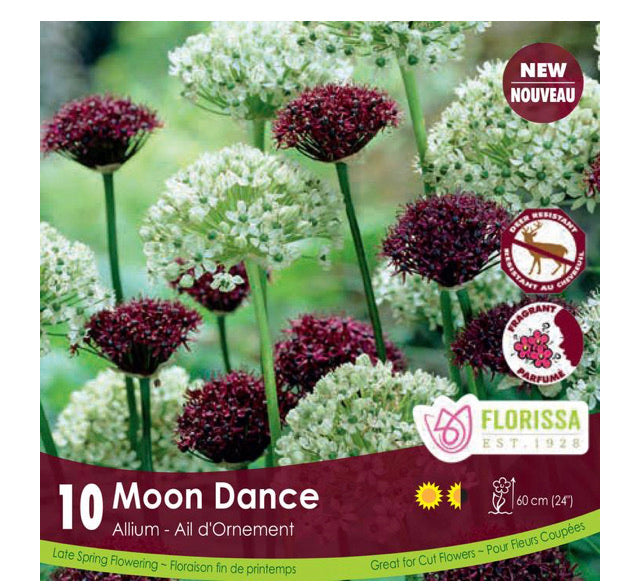 Allium Moon Dance — Dutch Growers Regina