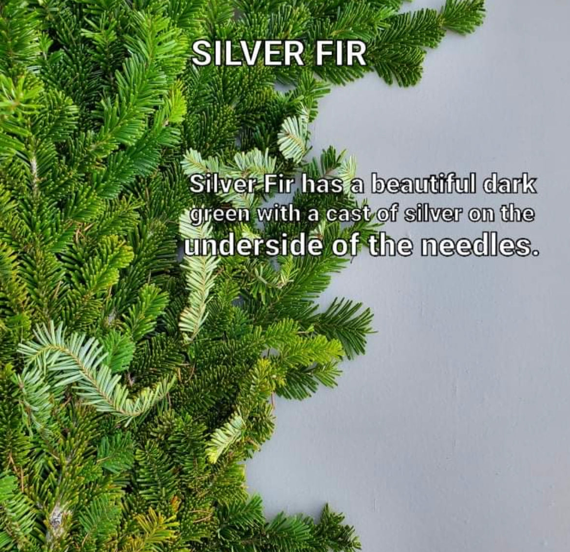 silver Fir Bunches- Boughs — Dutch Growers Regina
