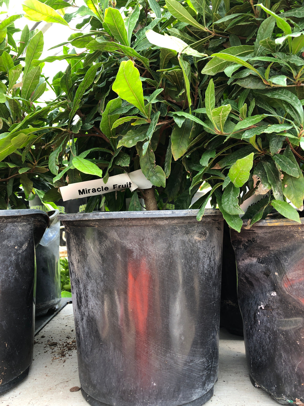 Miracle Fruit plants — Dutch Growers Regina