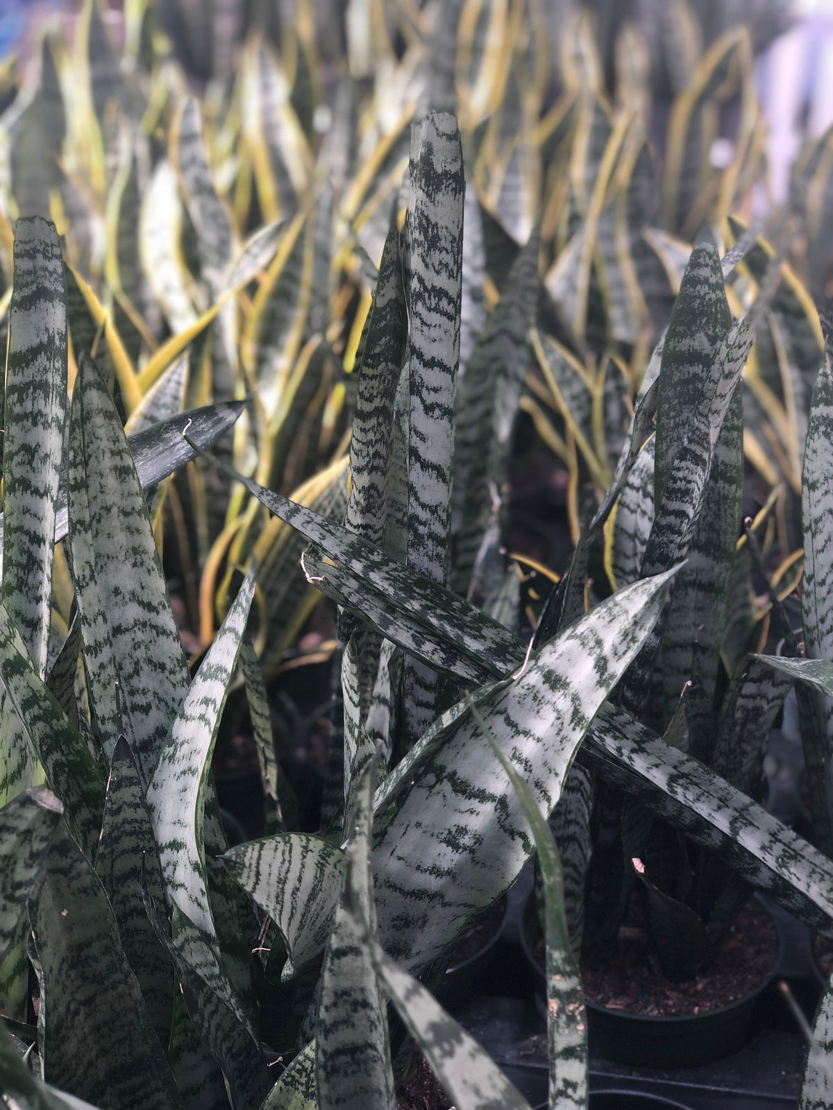 Sanseveria - Snake Plant- Zeylinica — Dutch Growers Regina